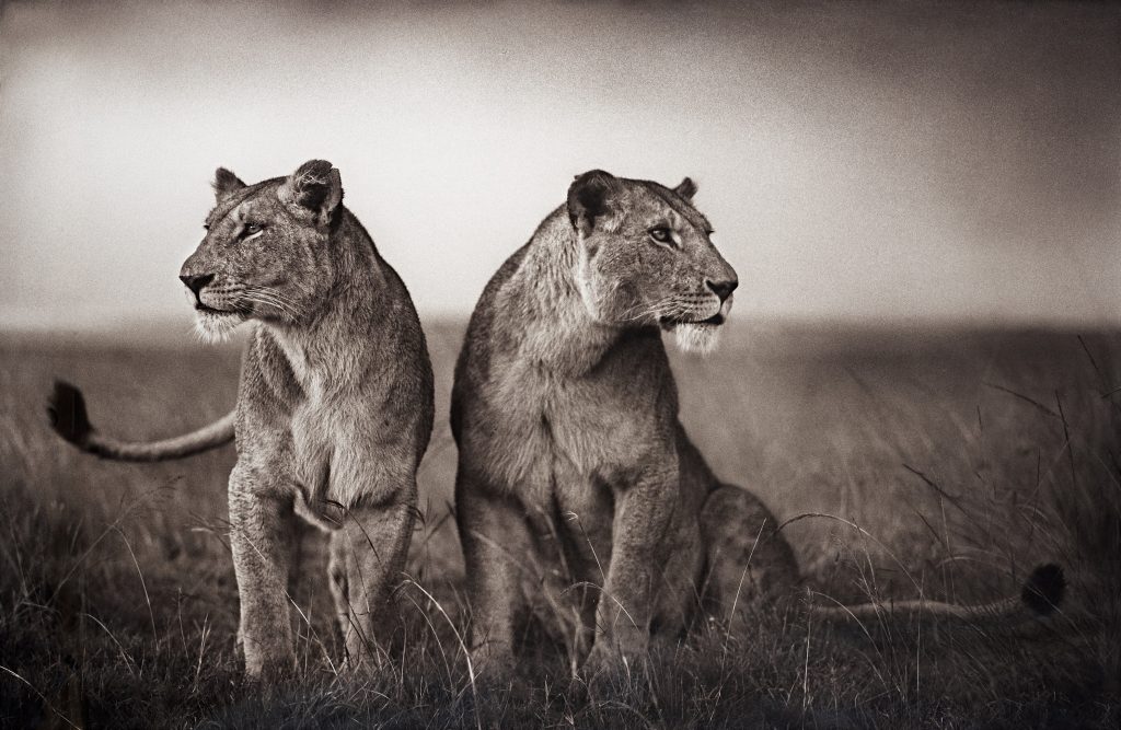 “On this Earth, a Shadow Falls, Across the Ravaged Land” – Nick Brandt ...