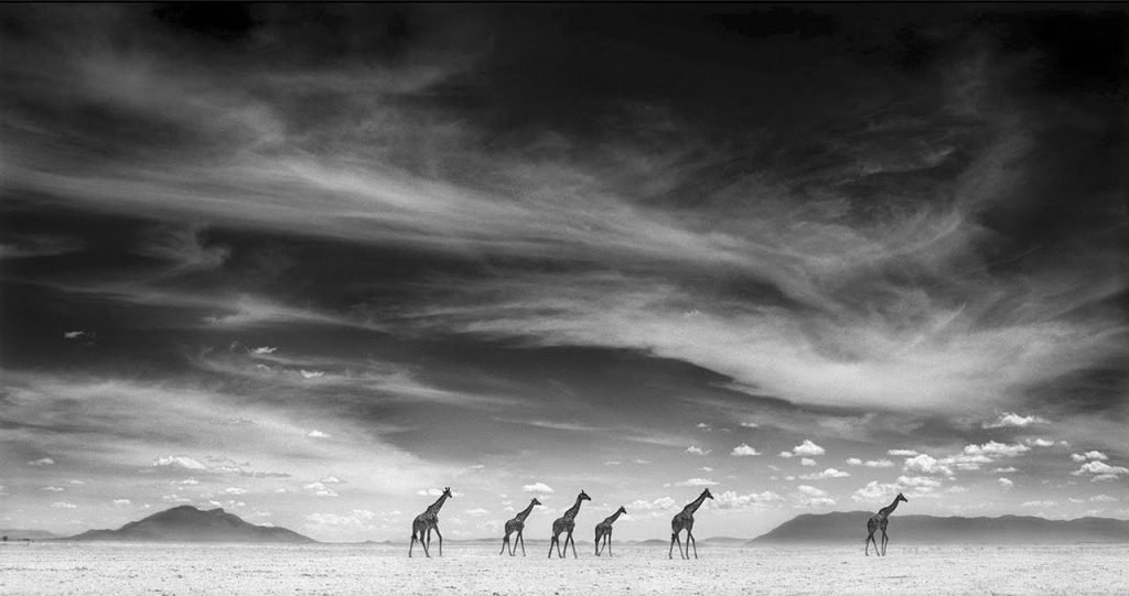 “On this Earth, a Shadow Falls, Across the Ravaged Land” – Nick Brandt ...