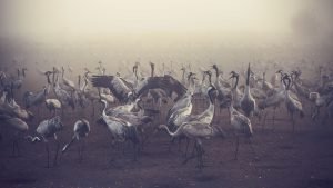 Ella Uzan | Heptalogy | The Forest